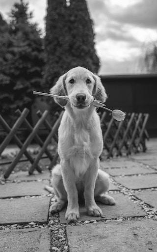 Convert Image To Grayscale In Pillow Python Examples