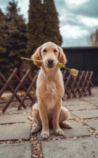 Python Pillow Apply Filter On Image Python Examples